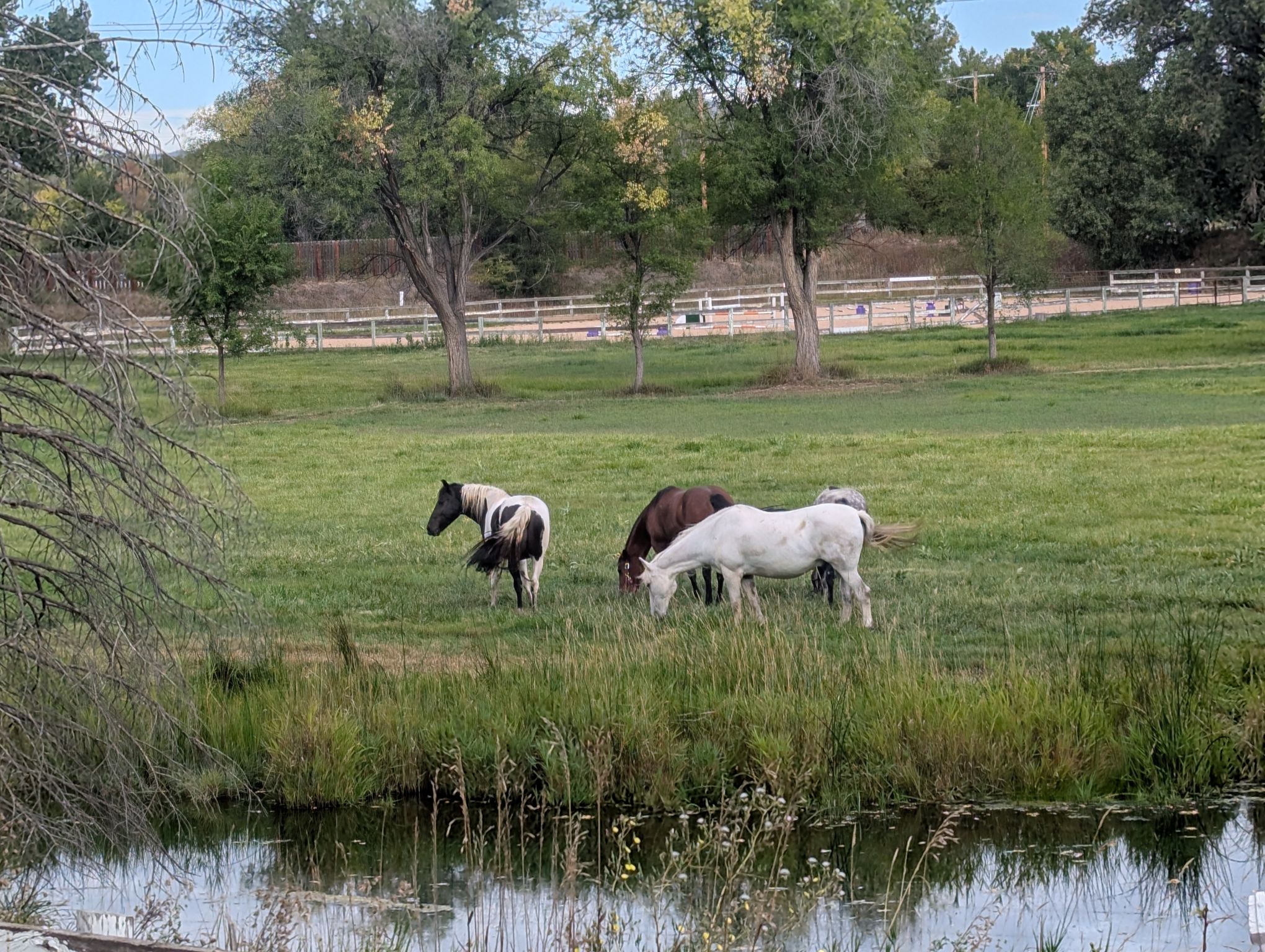 Chowing down on the greenery - Poudre River Stables